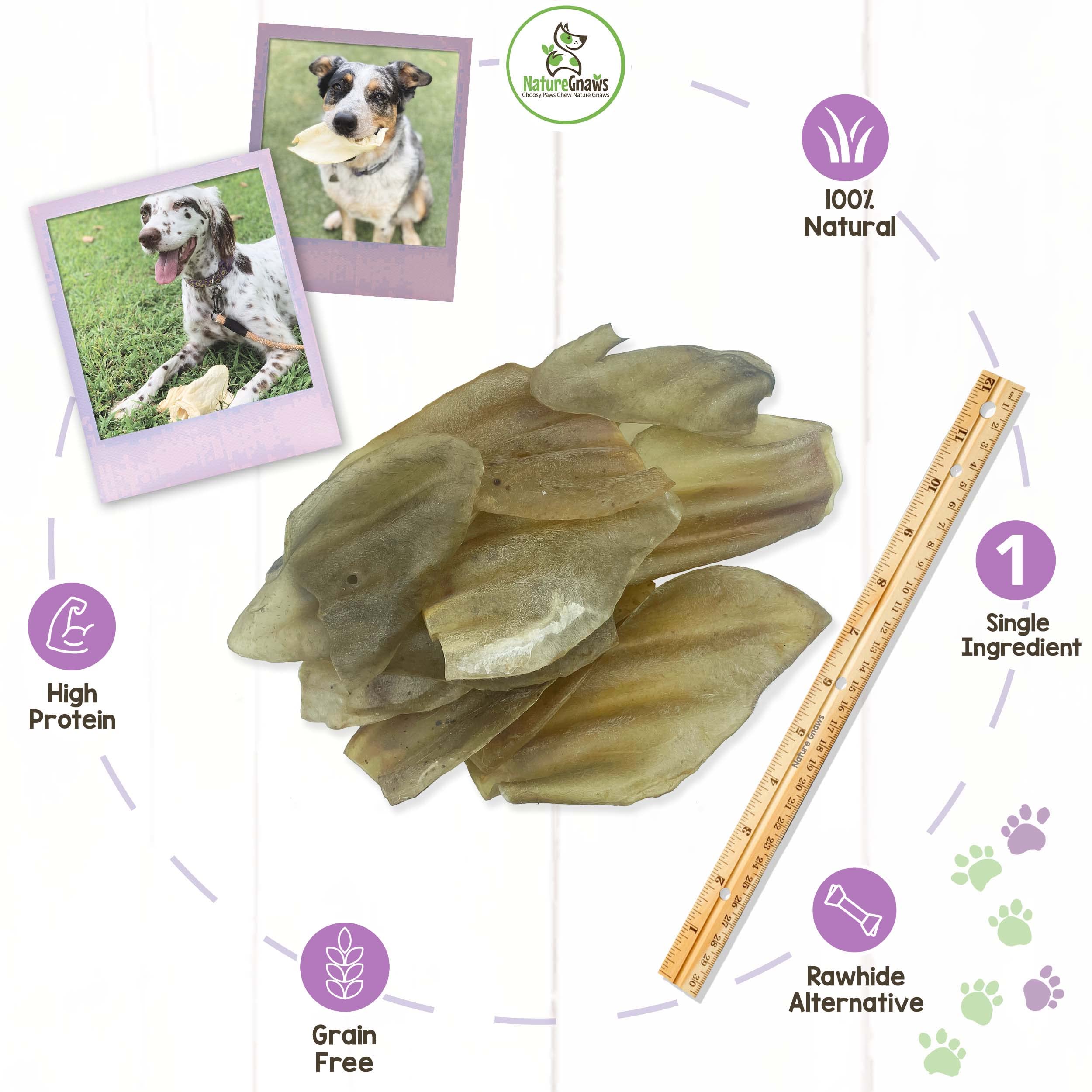 Are Pig Ears Better For A Bluetick Coonhound Than Rawhide Ears