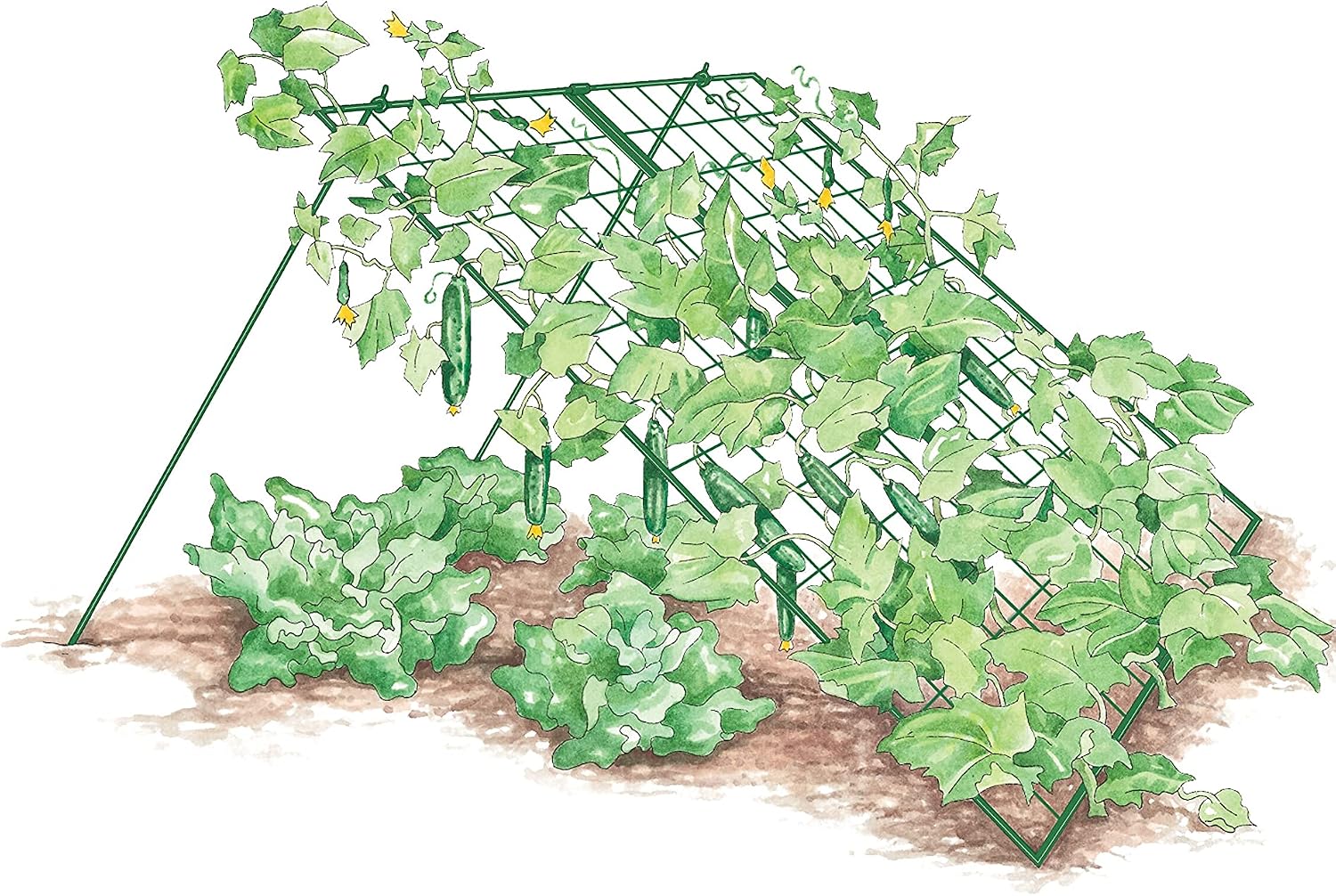 Amazon.com : Gardeners Supply Company Sturdy Large Cucumber Trellis ...