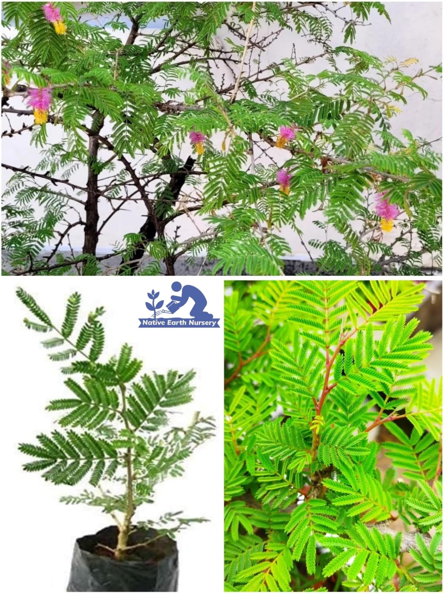 RISHIKA PLANT HOUSE Live Sami Medicinal Plant Cineraria Prosopis Banni ...