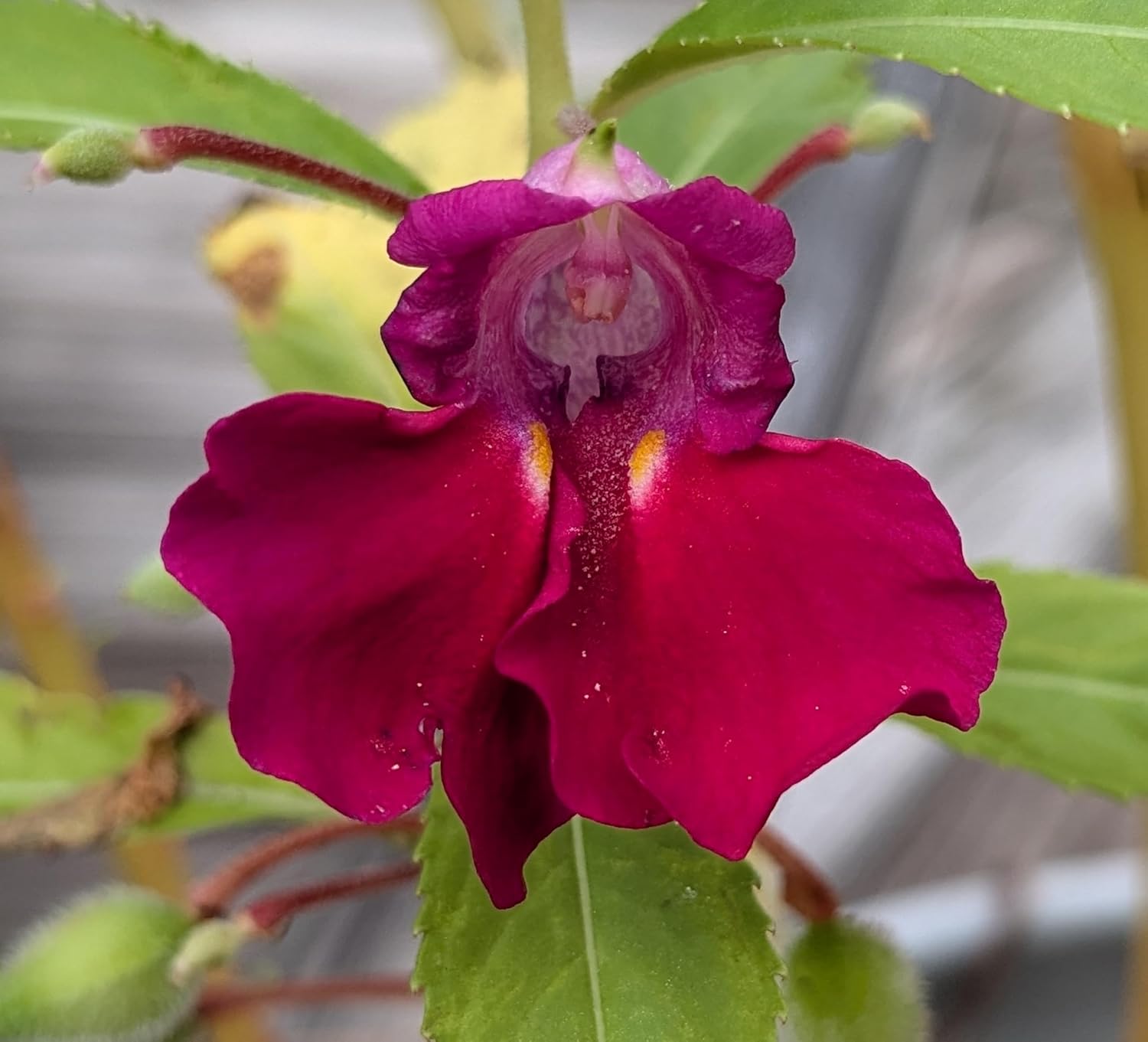Amazon.com : Camellia Flowered Balsam Seed Mix (Impatiens balsamina ...