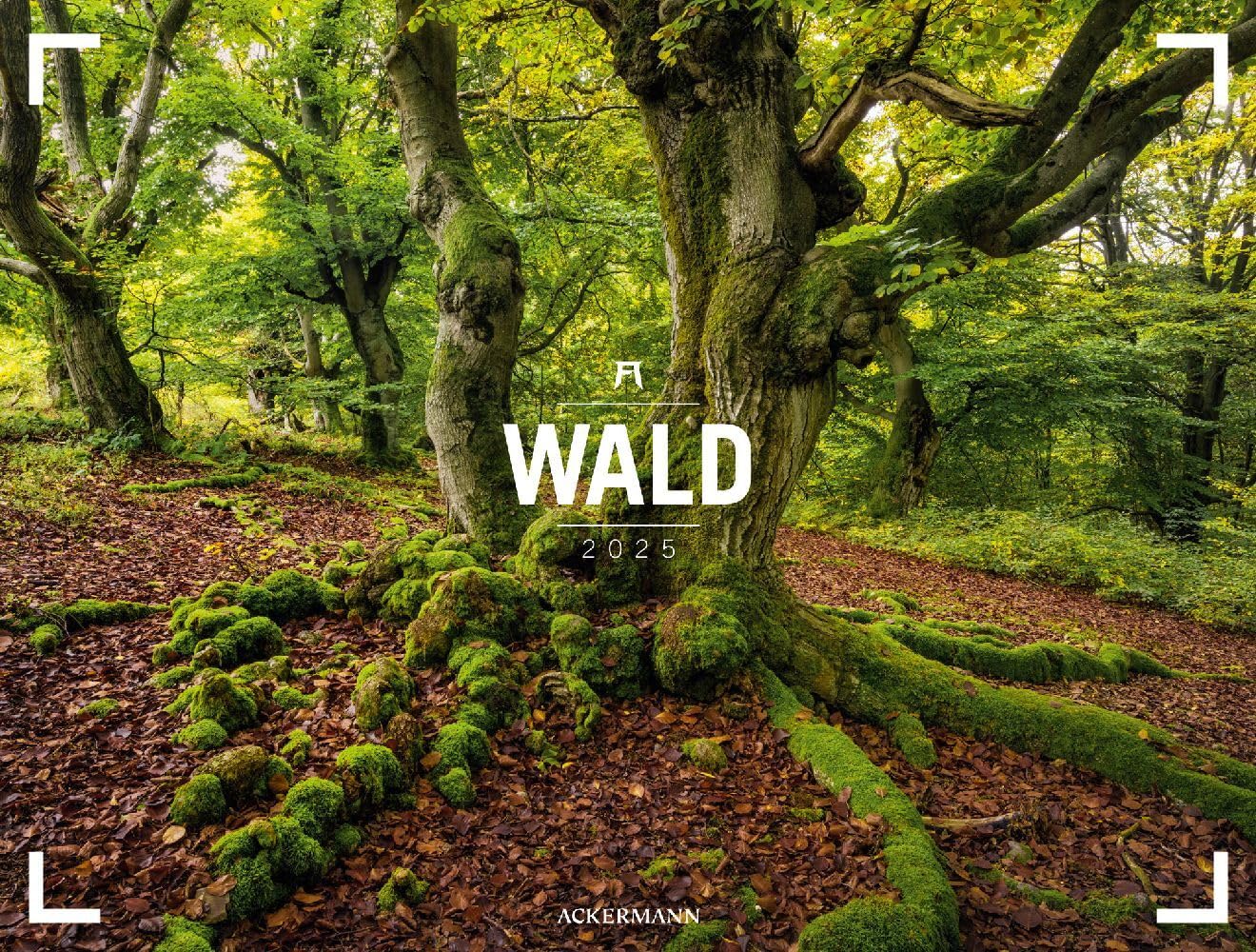 Wald - Gallery Kalender 2025, Wandkalender im Querformat (66x50 cm ...