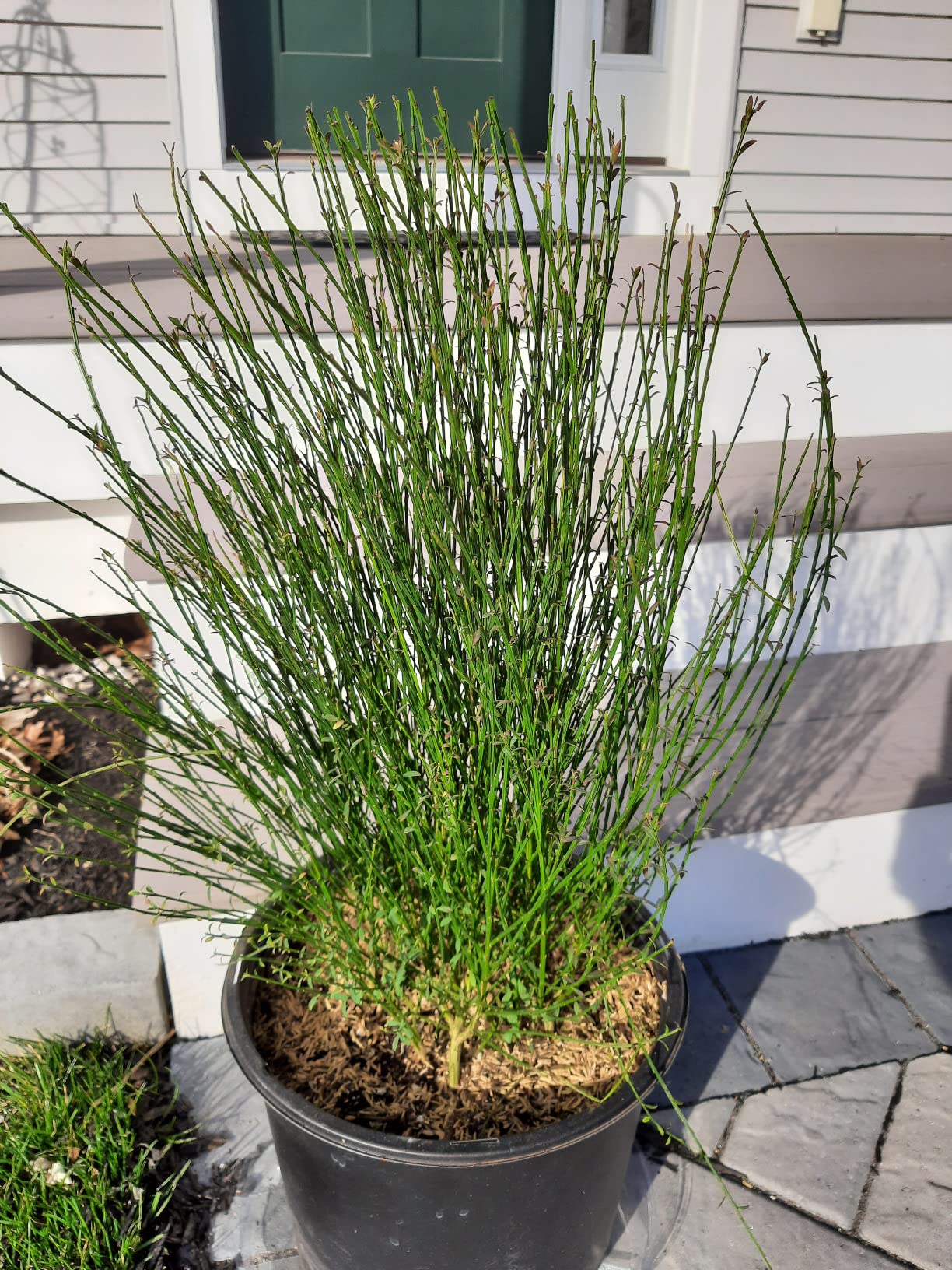 Amazon.com: Cytisus sco. 'Moonlight' (Scotch Broom) Shrub, #2 - Size ...