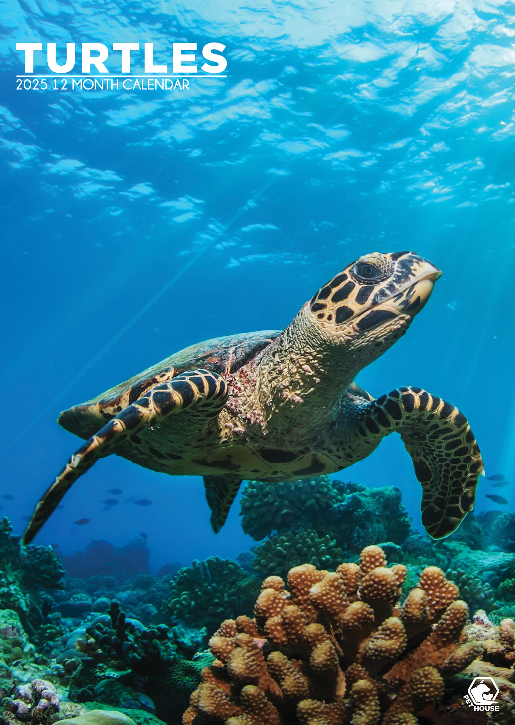 Turtles 2025 – A3 Size Wirobound Calendar – BigaMart