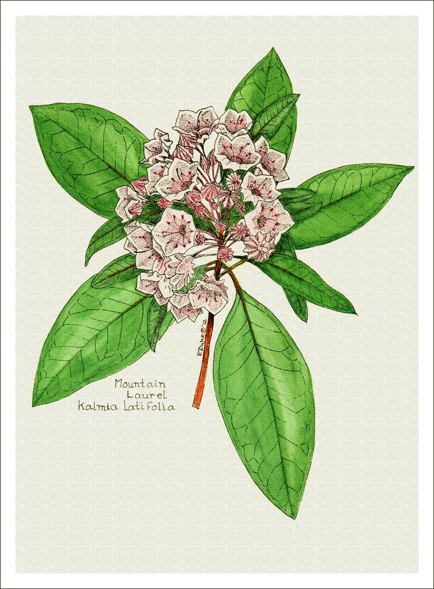 Kalmia Latifolia Drawing