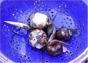 Amazon.com : Arrowhead Water Vegetable 5 tubers, Perennial, Sagittaria ...