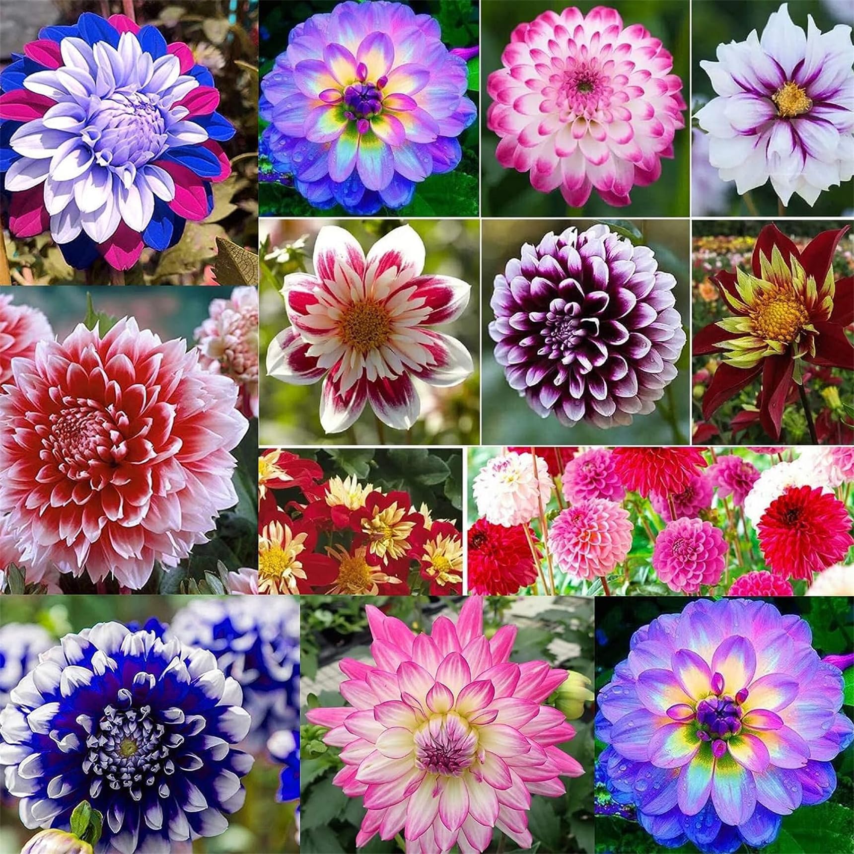 Amazon.com : Mix Colors Dahlia Seed Rare Dahlia Seeds 100 PCS : Patio ...