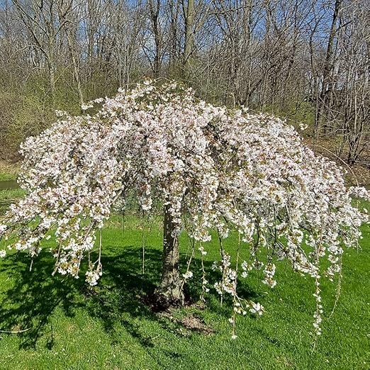 Amazon.com : Weeping Cherry Blossom Tree Plant, 8 to 12 Inch Tall Dwarf ...