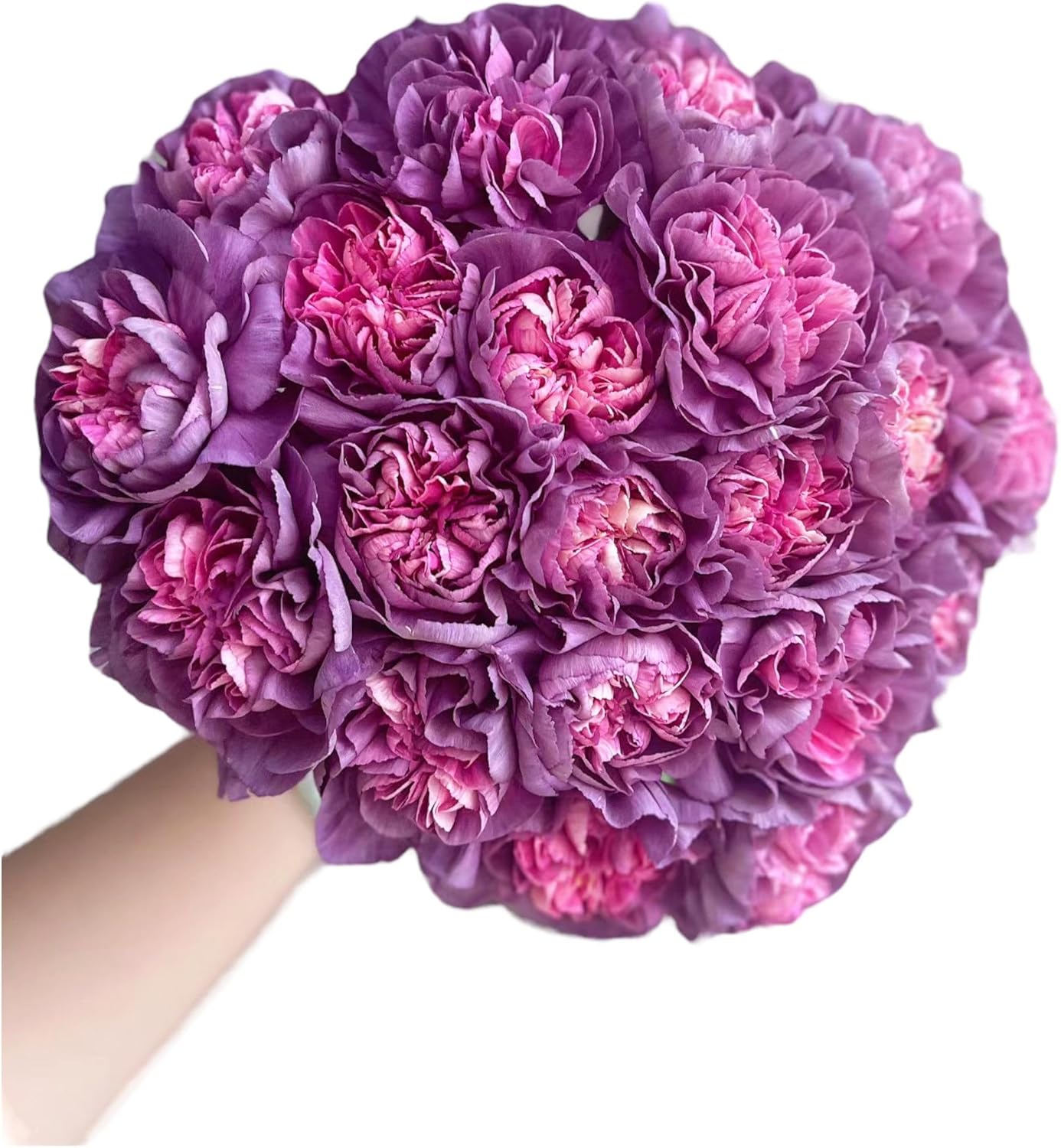 Amazon.com : Fresh Mustang Purple Carnation 38 Stems Hydroponic DIY ...