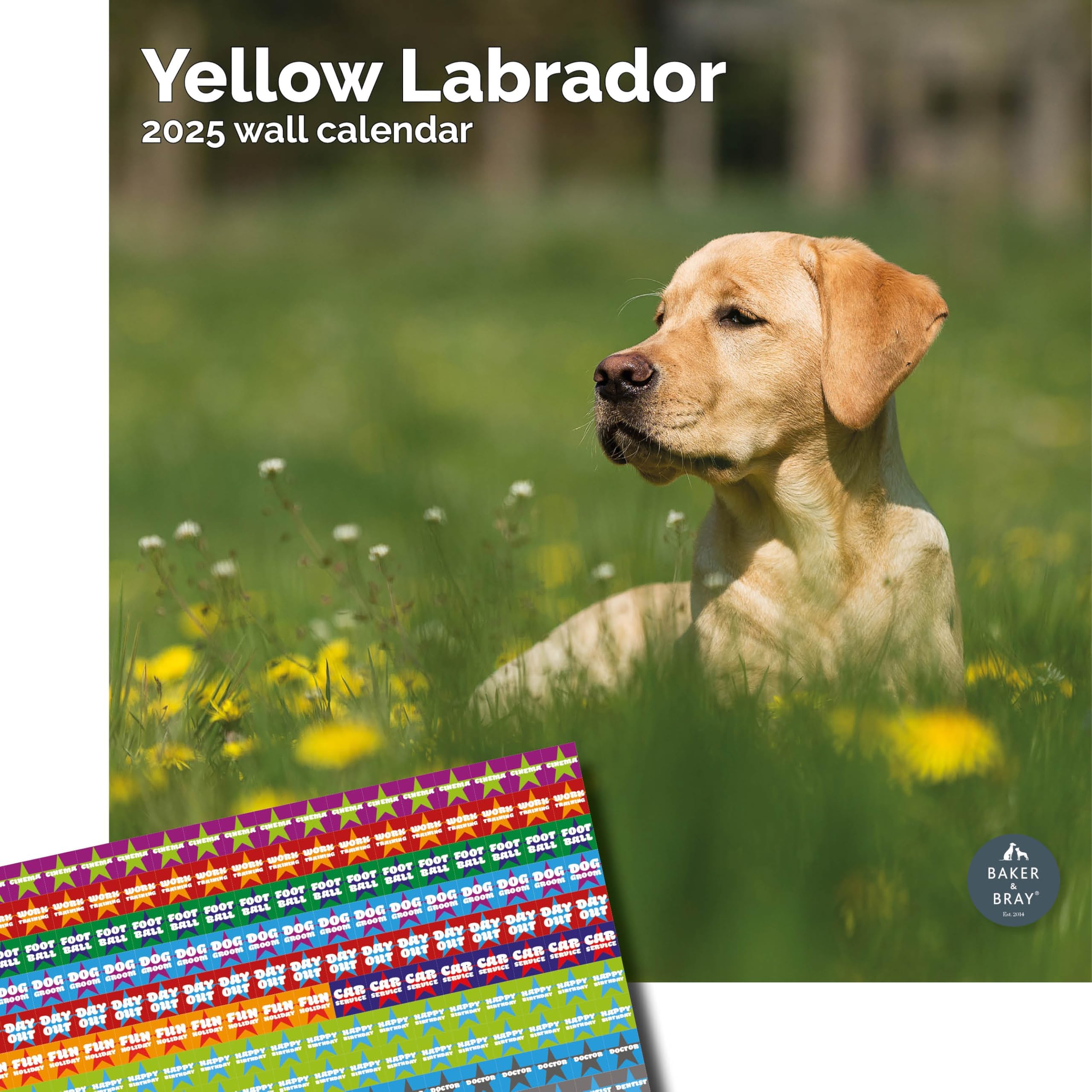 Labrador Yellow Traditional 2024 Calendar : Amazon.co.uk: Stationery ...