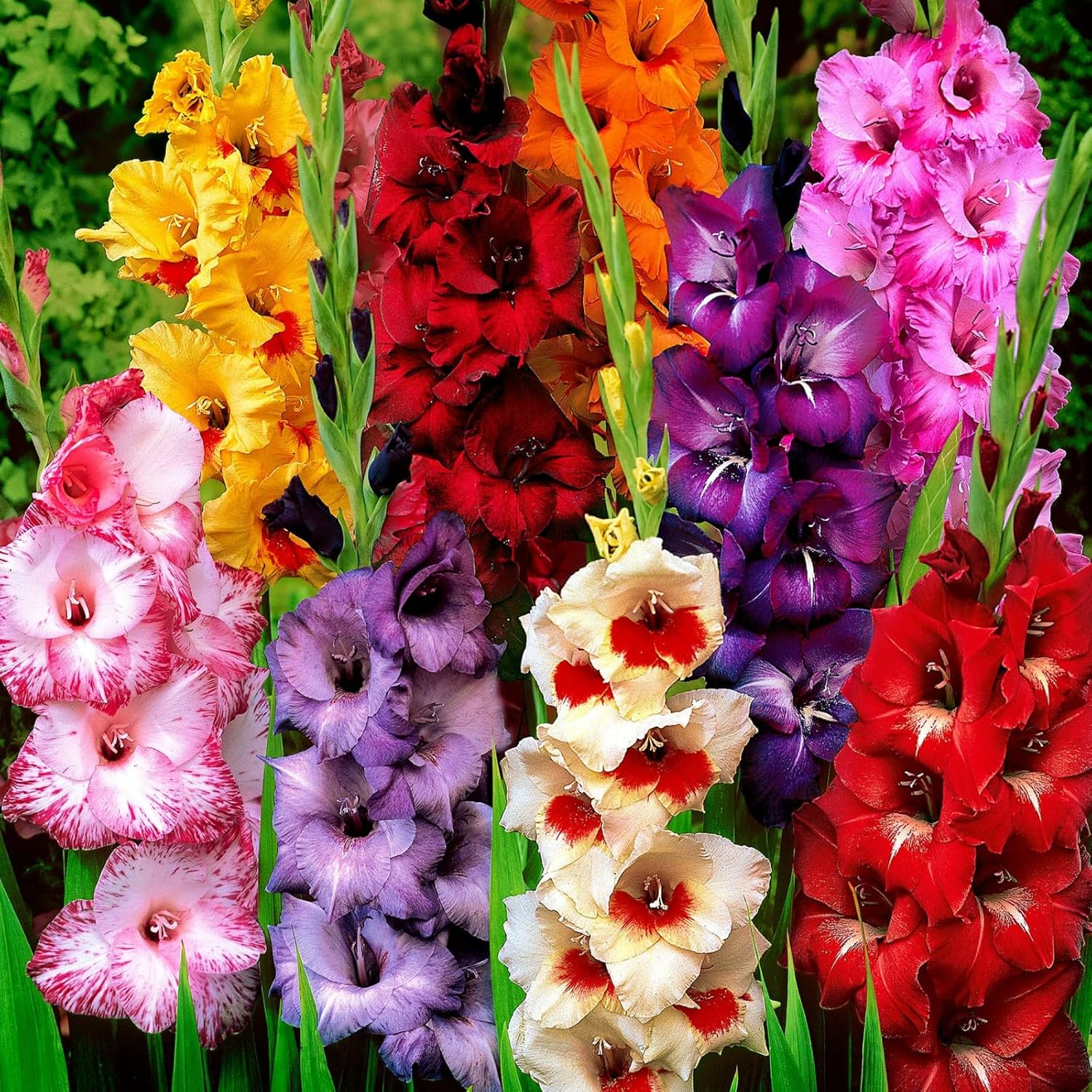 Carbeth Plants - 50 x Gladioli Mixed Summer Bulbs - Multicoloured ...