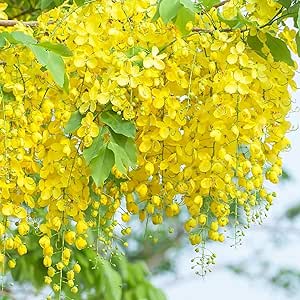 Amazon.com : 10 PCS Golden Shower Tree Seeds for Planting - Stunning Cassia Fistula Weeping ...