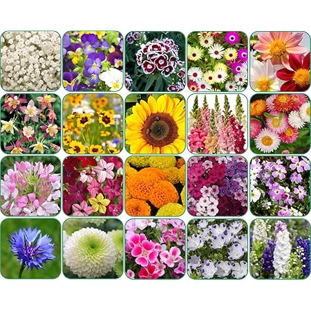 Creative Farmer Flower Seeds : Plant Seeds For Home Garden Flowers ...
