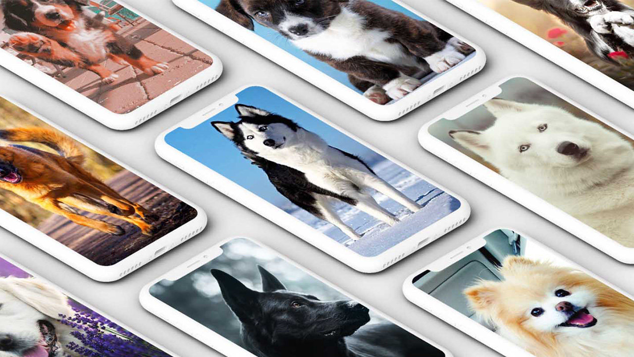 Dog wallpaper - App on Amazon Appstore