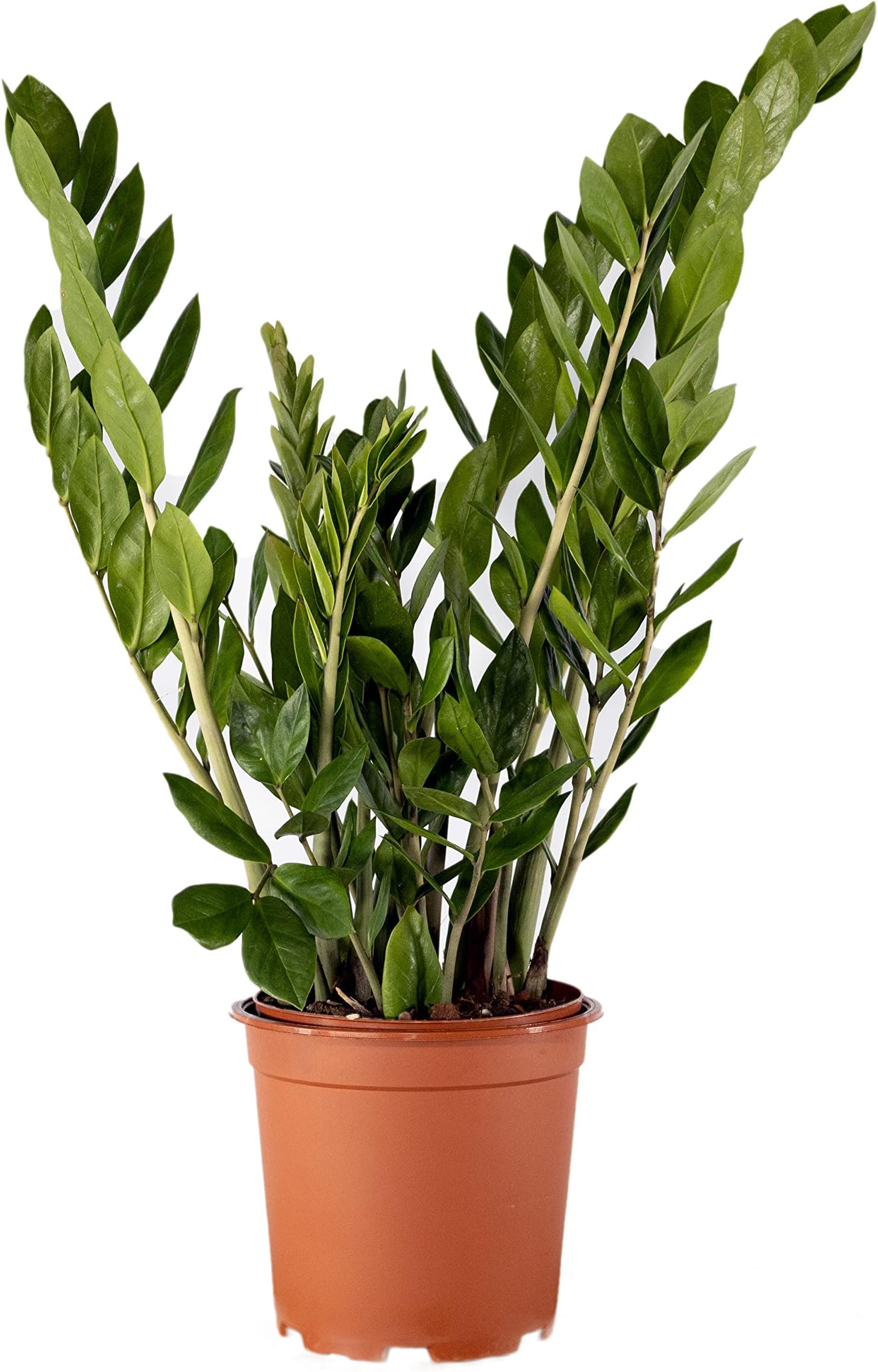 Zamioculcas Zamiifolia House Plant in a 17cm Pot. Fern Arum. Approx 60 ...