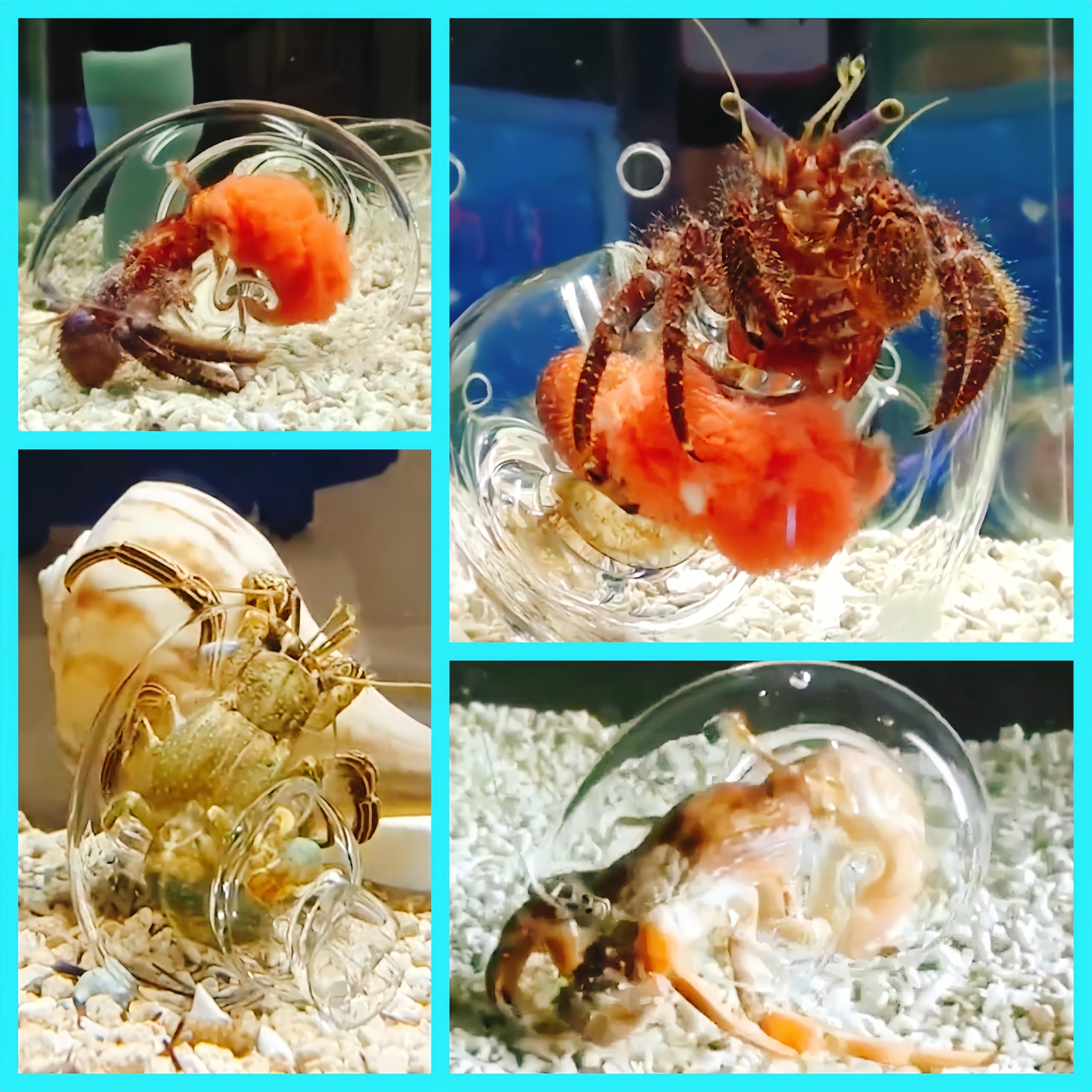 Hermit Crabs With Glass Shells