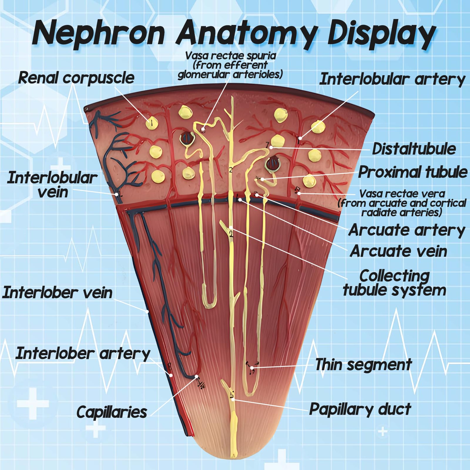 Nephron Anatomy Model Anatomy: Nephron