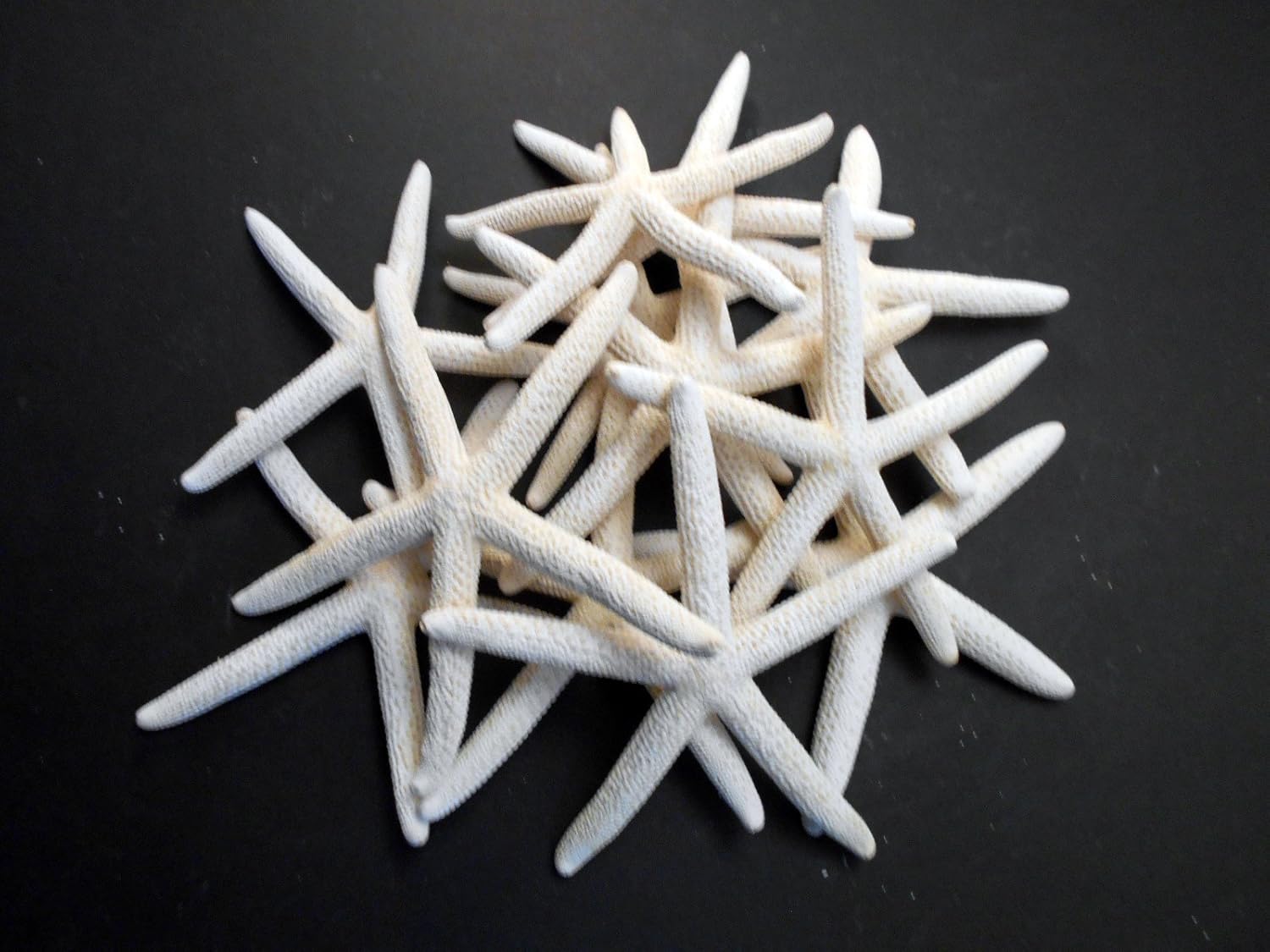 Amazon.com: 24 White Pencil (Finger) Starfish - Large 6" -8" Beach ...