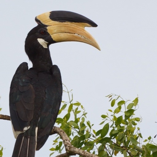 Hornbill Wallpaper -- HD Wallpapers of Hornbills! - App on the Amazon Appstore