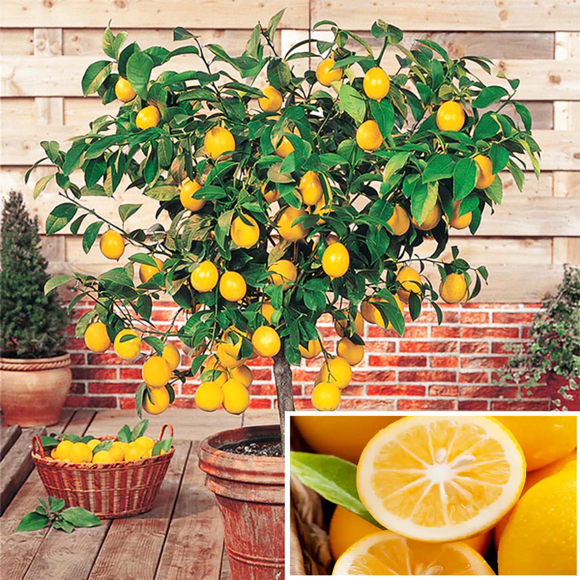 Dwarf Lemon Tree