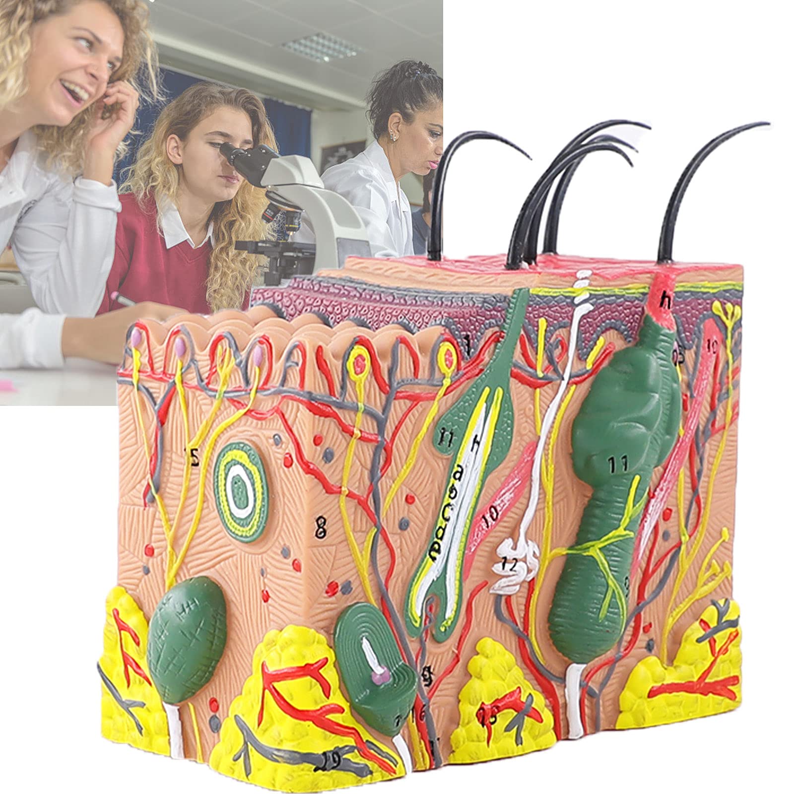 Amazon.com: YYZYL Anatomical Model of Human Skin, Skin Model 3D ...