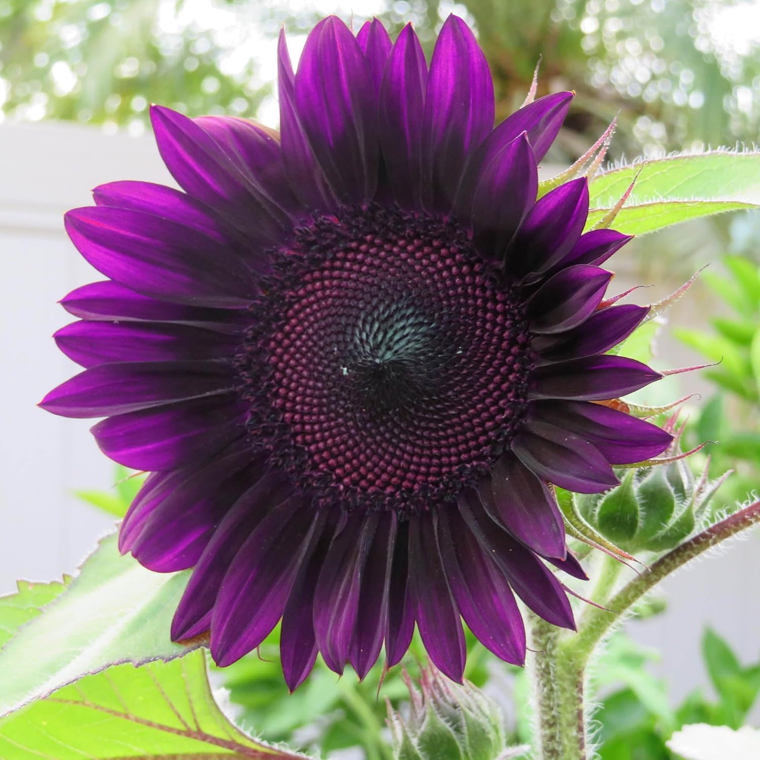 Amazon.com : QAUZUY GARDEN 25 pcs Purple Sunflower Seeds, Heirloom Rare ...