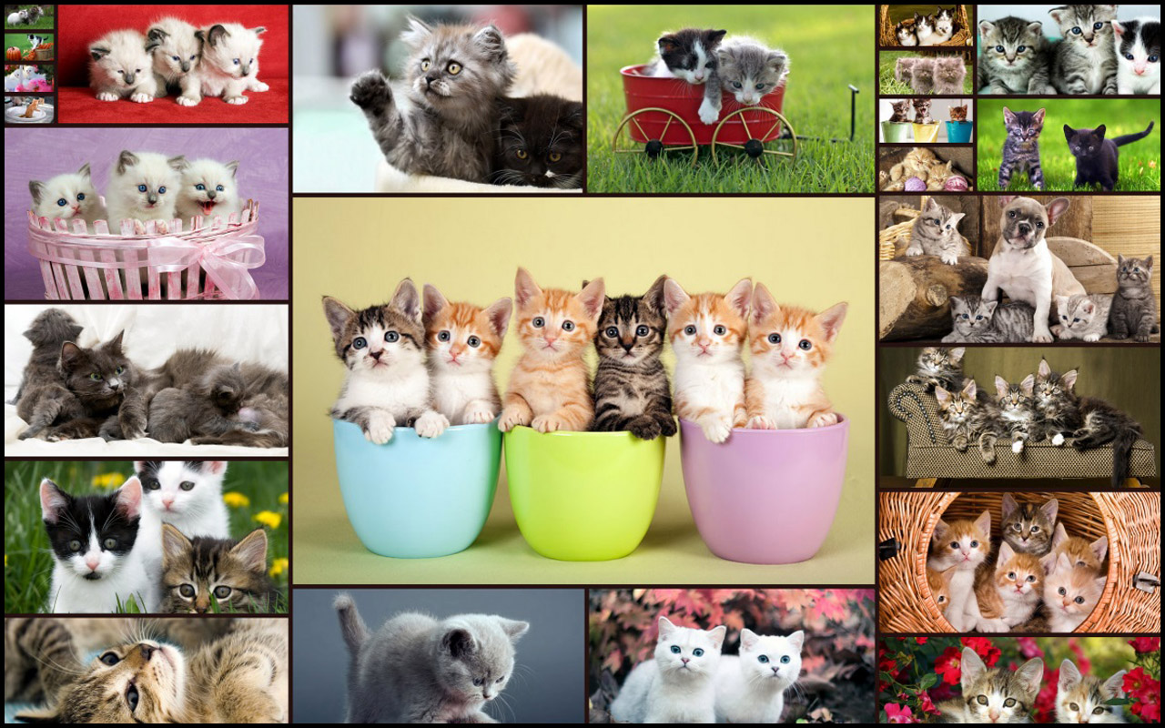 Cat Games Jigsaw Puzzles for Kids and Adults - Fun offline relaxing ...
