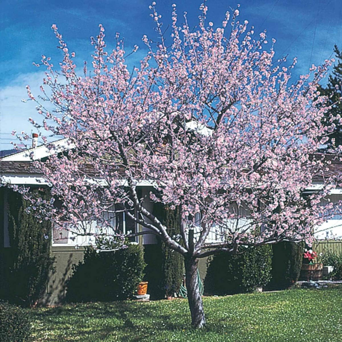Amazon.com : Hall's Hardy Almond Nut Tree, Live Bare Root Tree - Grow ...