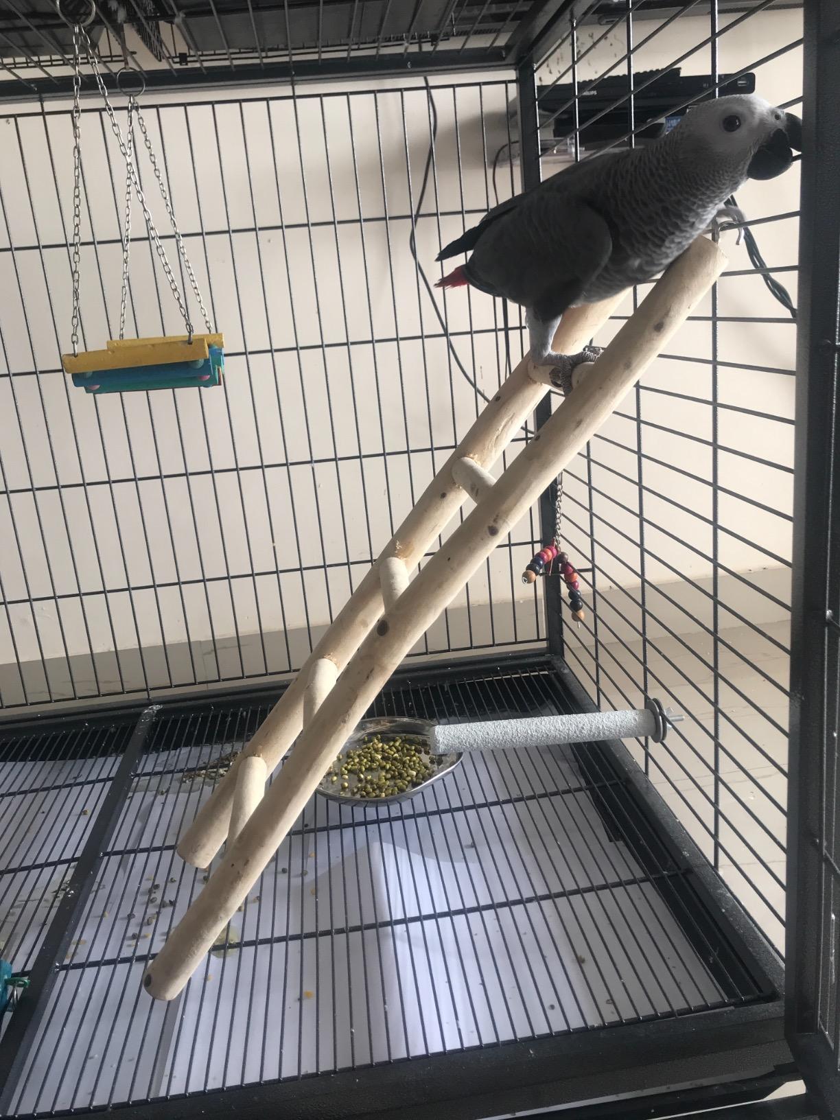 KSK Wooden Ladder for Large Size Bird Parrot Ladder Climbing Toy for ...