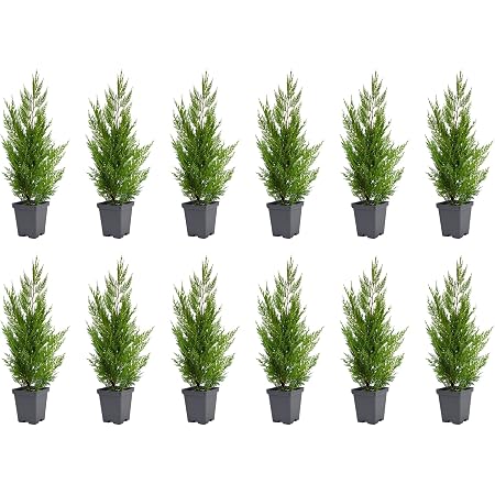 Amazon.com : Inscape Data Italian Cypress Tree (Cupressus) - Live Plant ...