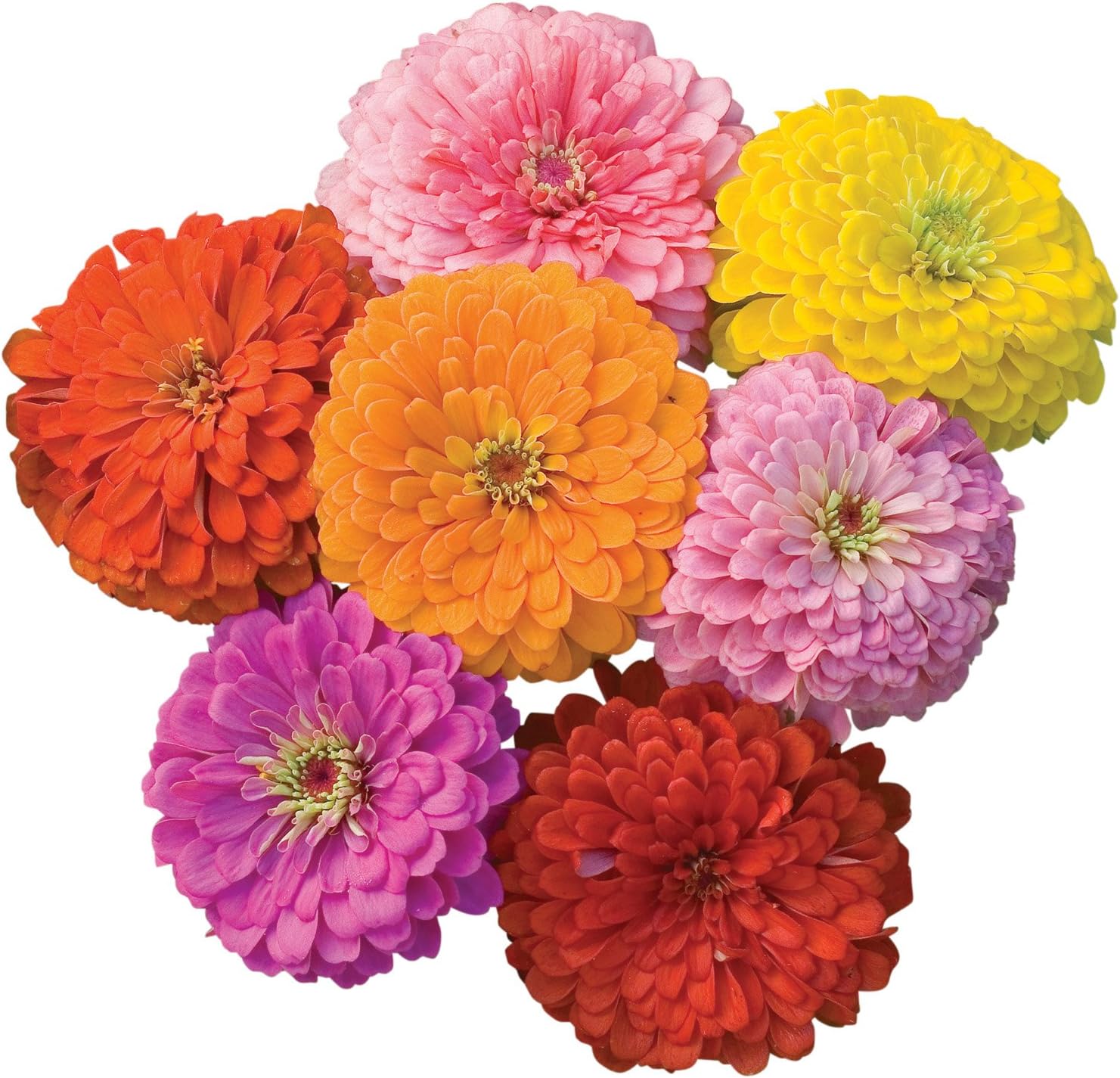 Amazon.com : Burpee Giant Flowered Mixed Colors Zinnia Seeds 150 seeds ...
