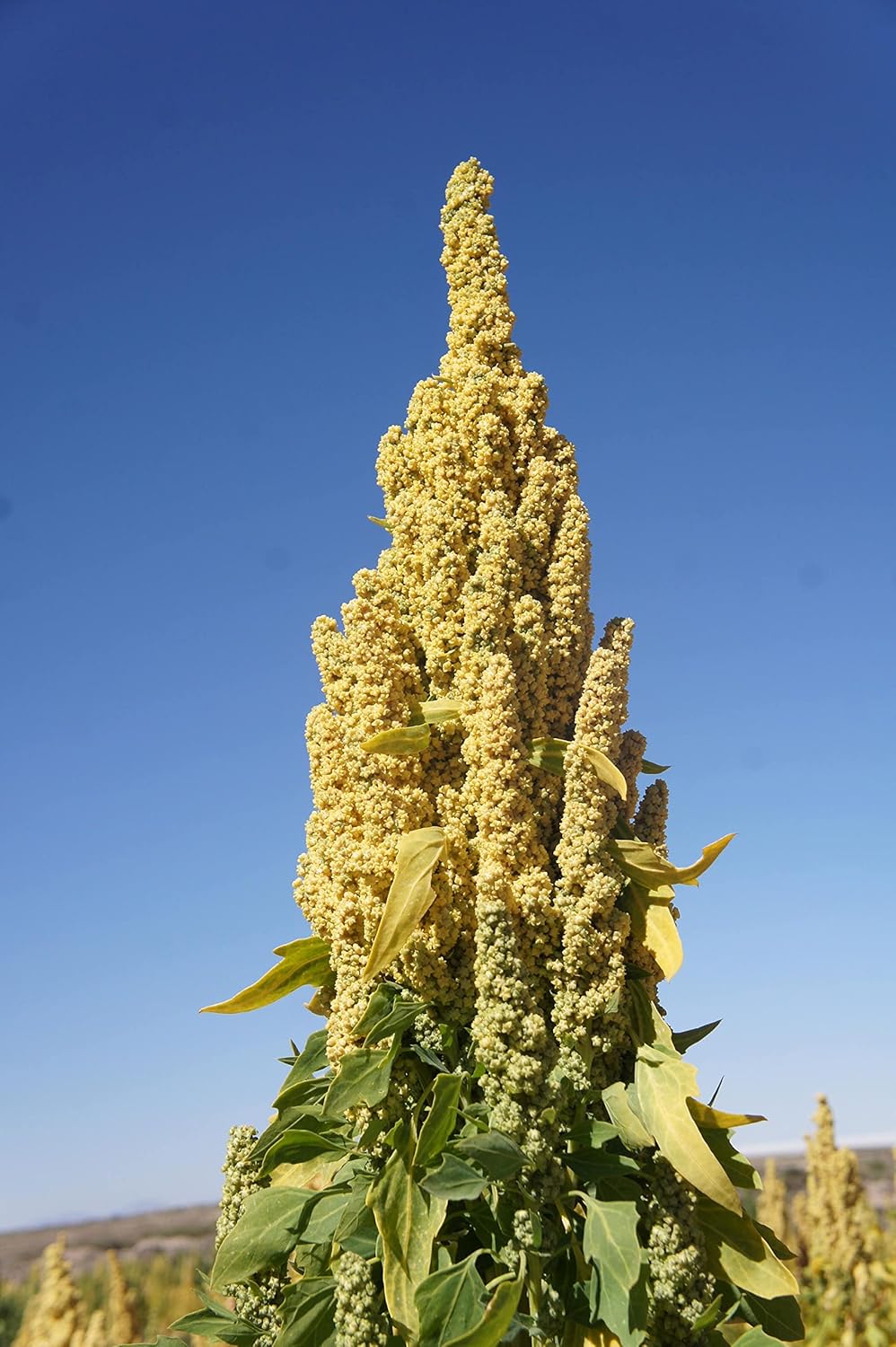 Amazon.com: 25 Cochabamba Quinoa Chenopodium Quinoa Yellow Inca Wheat ...