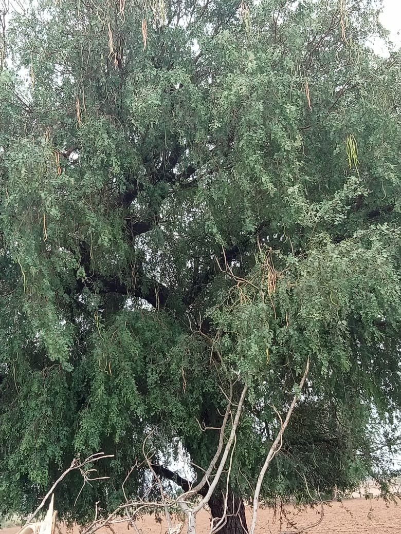 Khejri Tree Wildlife | Meet The Bishnoi