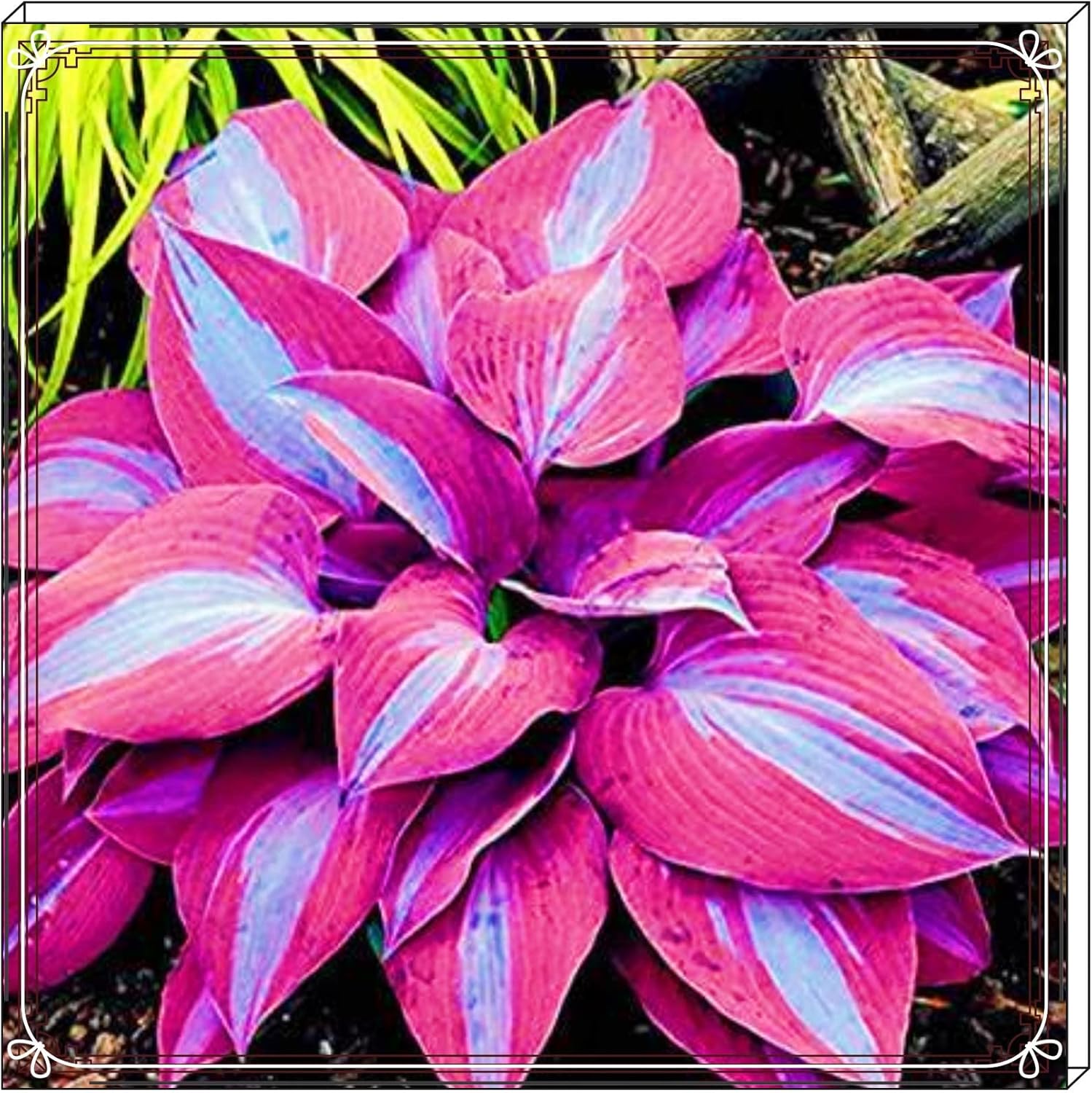 Bulbes Hosta - Plantes à Racines Vivaces.Tubercules Hosta.A Un Effet ...