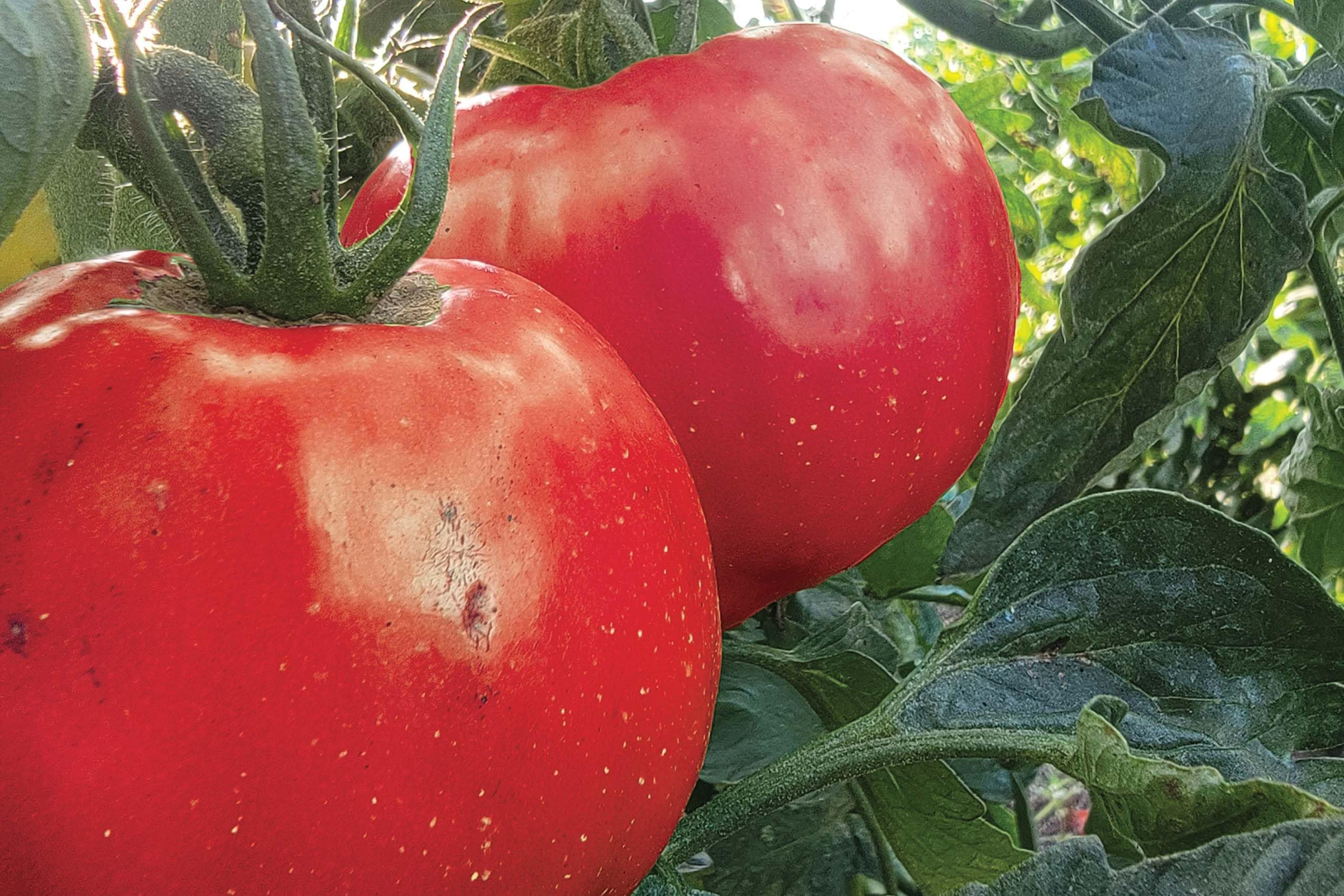 Amazon.com : Hossinator Hybrid Tomato Seeds (STM2255) F1 | 10 Seeds ...