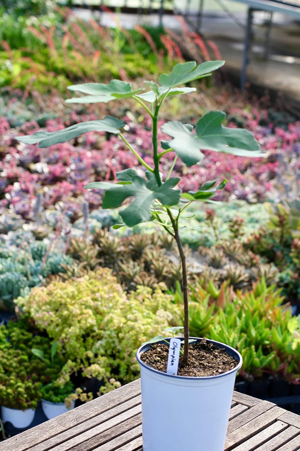 Árbol de higo olímpico 3 plantas de iniciación vivas Ficus Carica árbol ...