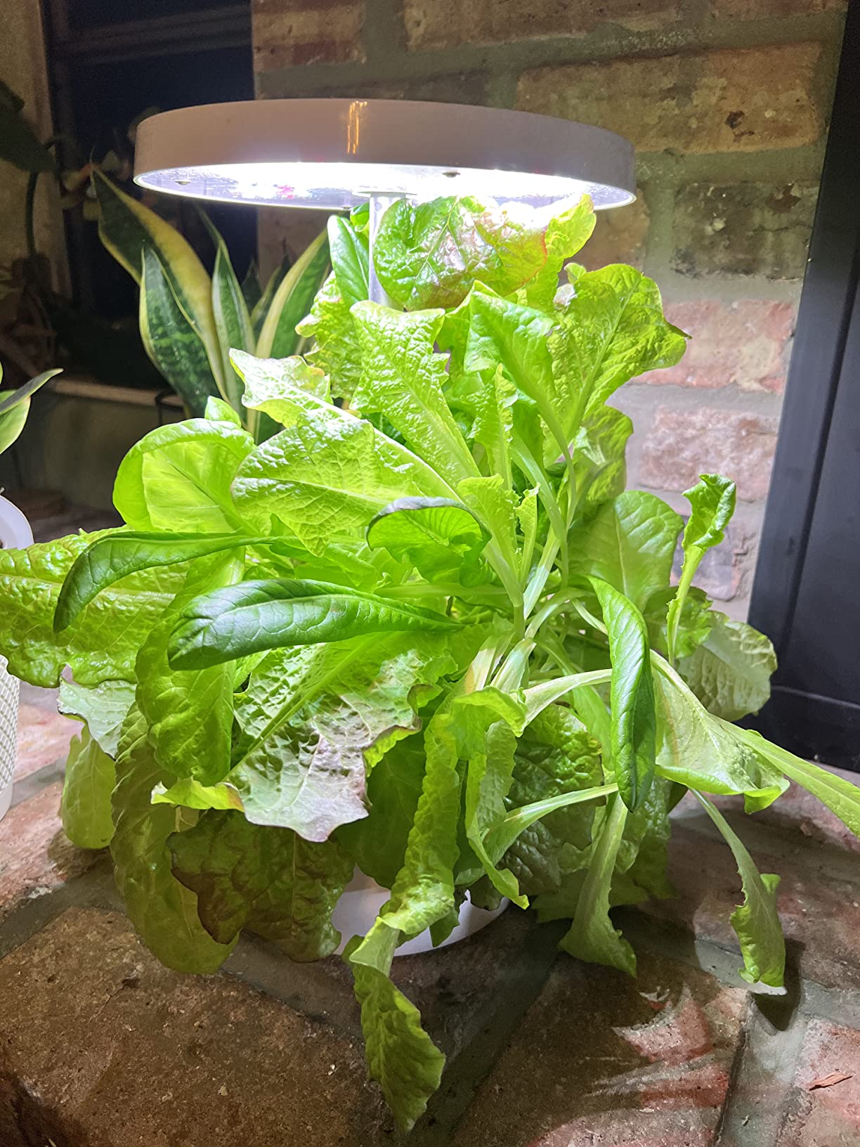 $3/mo - Finance Aerogarden Salad Greens Seed Pod Kit with Red and Green ...