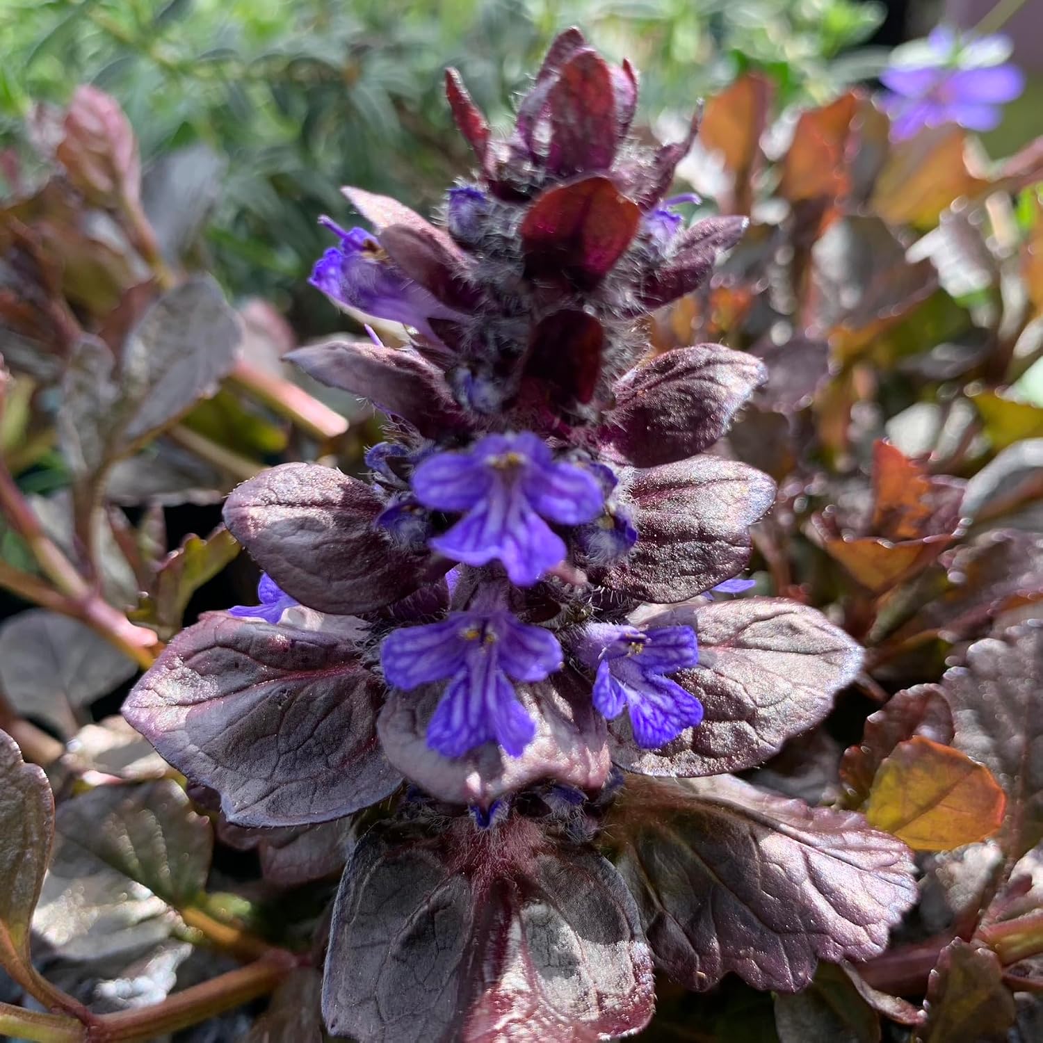 Ajuga reptans Black Scallop The Wild Bugle Plant 2lt Garden Ready Plant ...