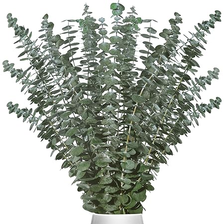 Amazon.com: Preserved Eucalyptus Branches - Green : Home & Kitchen