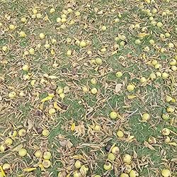 Amazon.com : Large Nut Wizard- Nut Picker Upper for Black Walnuts and ...