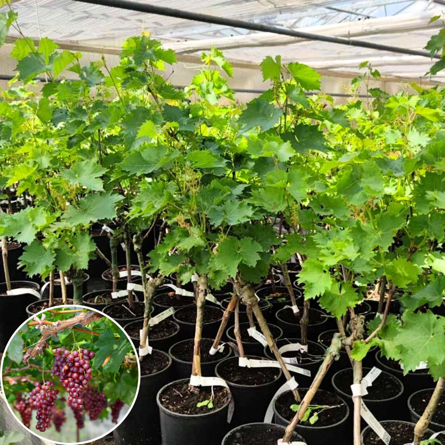 Red Seedless Grapes Tree