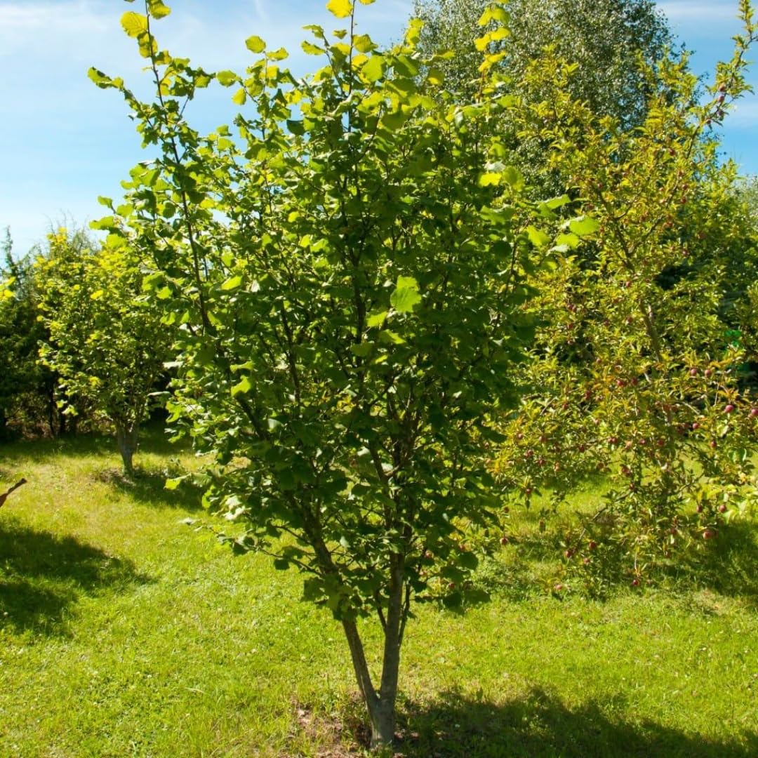 Hazelnut Bush In Winter Edible (Native) Landscaping – American