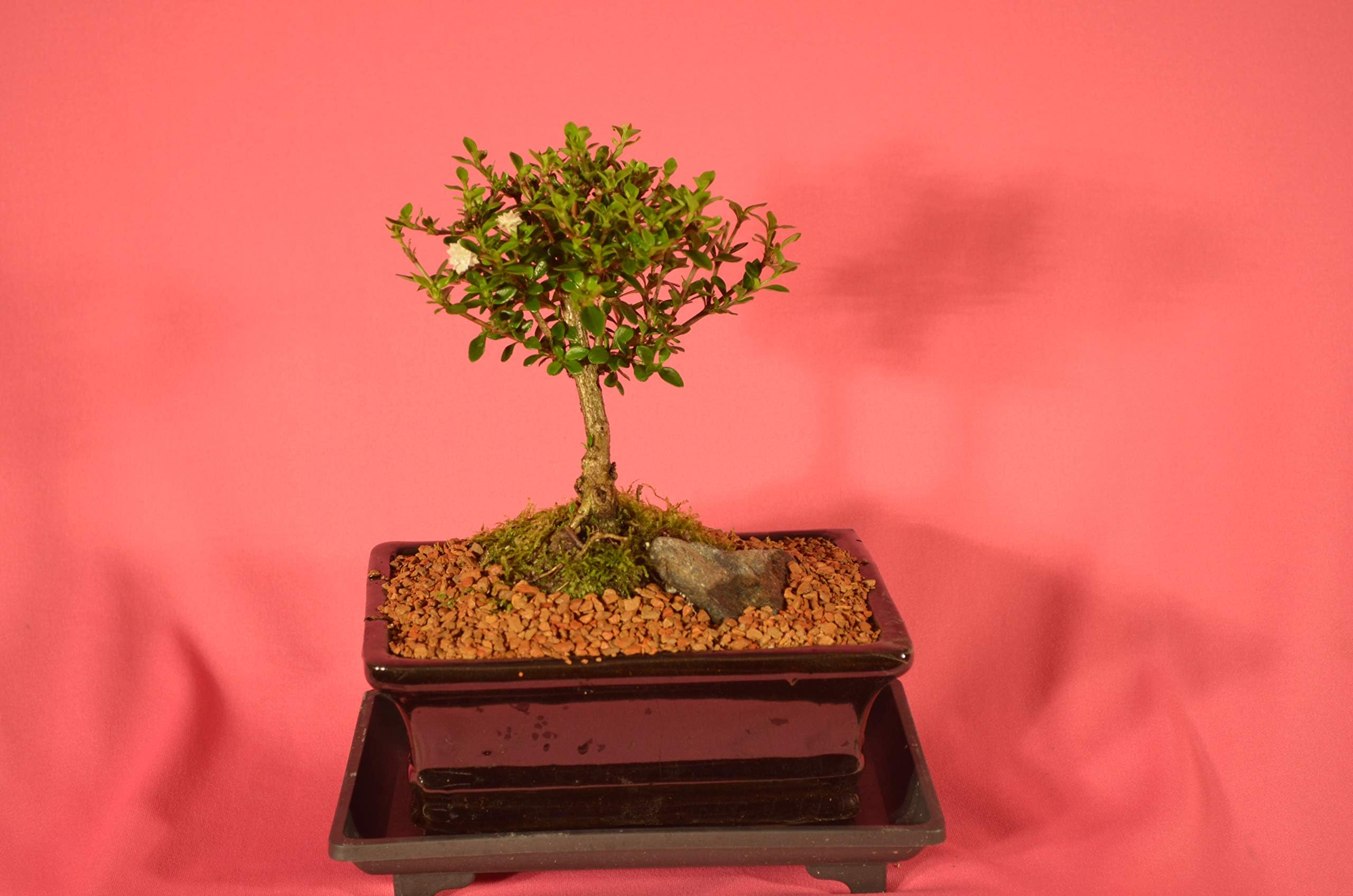 Amazon.com: Japanese Snow Rose Serissa - Bonsai or House Plant - 4" Pot ...