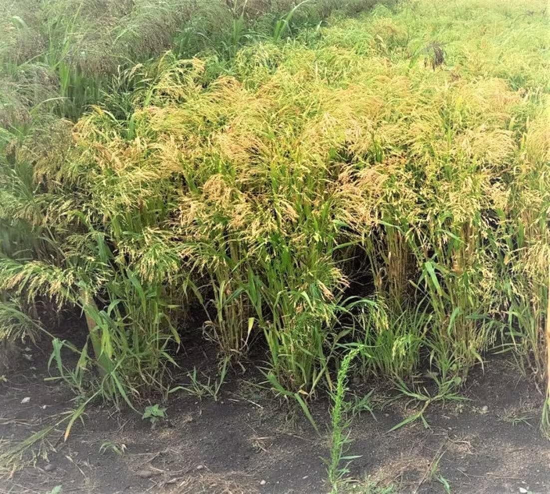 Amazon.com : White Proso Millet Heirloom Seeds - Panicum miliaceum ...