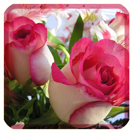 Beautiful Flowers Wallpaper - App on Amazon Appstore