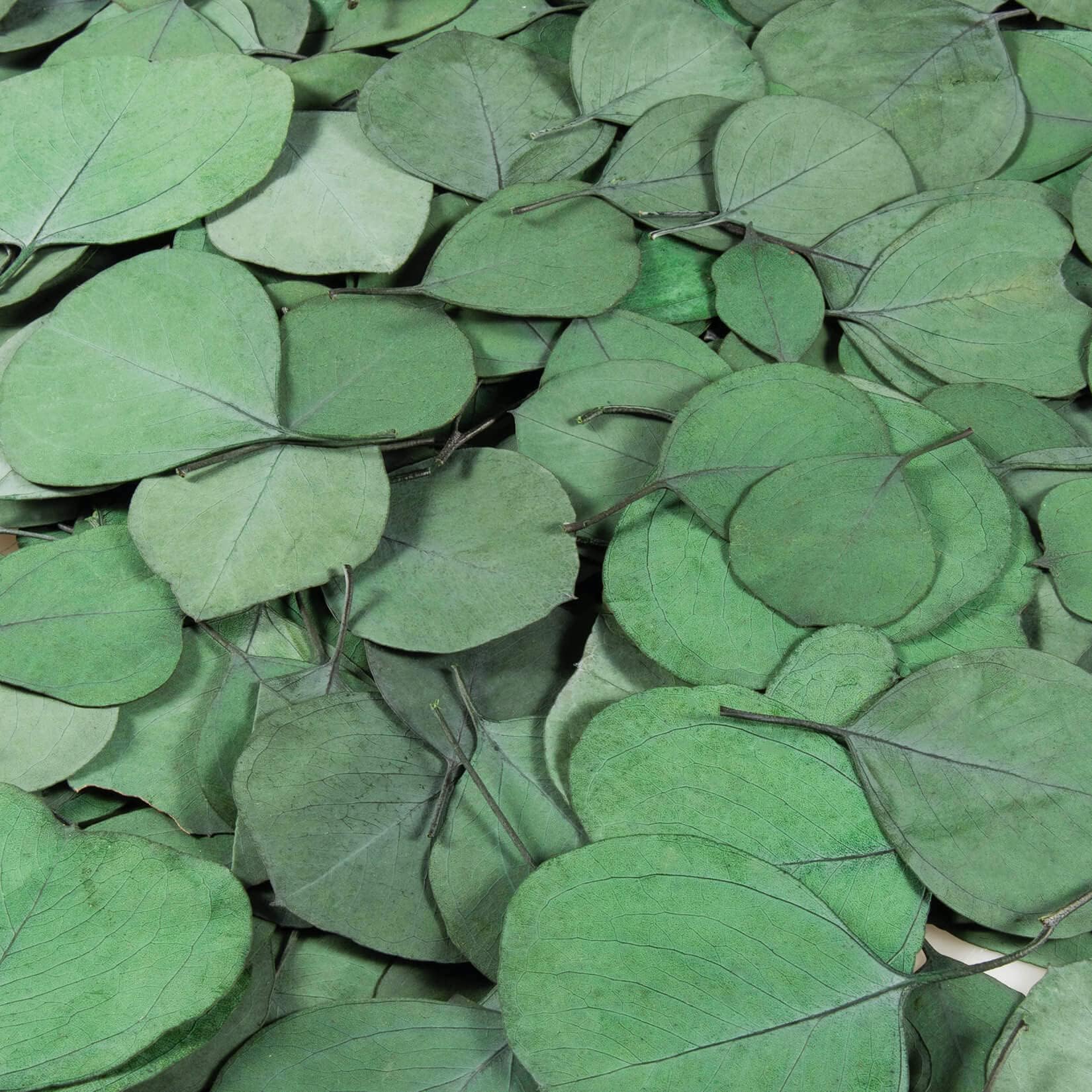 Amazon.com: 300PCS+ Real Eucalyptus Leaves for Shower - Sukh Dried ...
