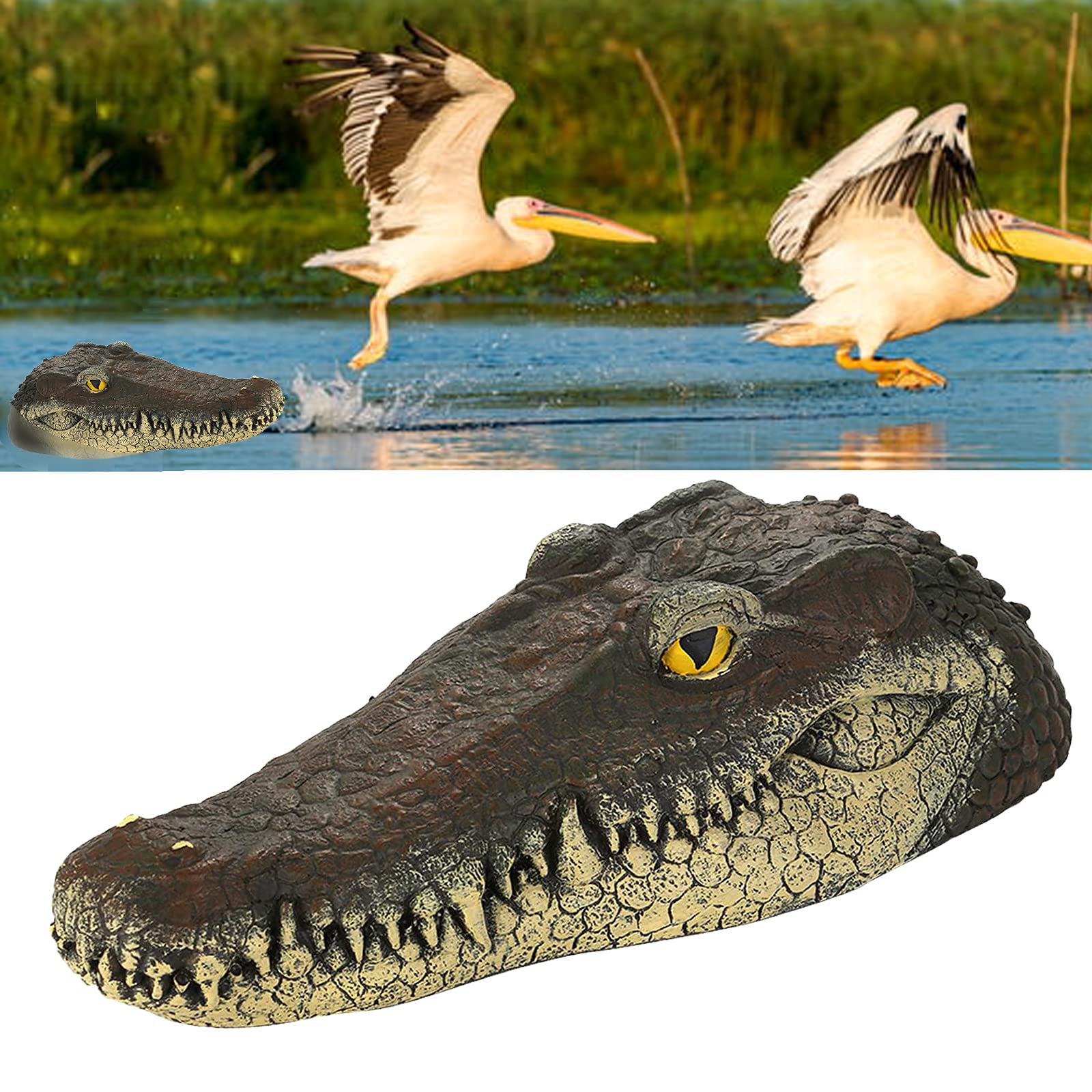 Alligator Head In Water