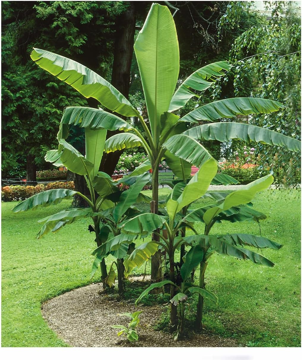 Bananenbaum Musa Basjoo - 4 bäume : Amazon.de: Garten