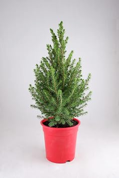 Picea glauca 'Conica' Pot Grown Christmas Tree - Small Bushy Tree - in ...
