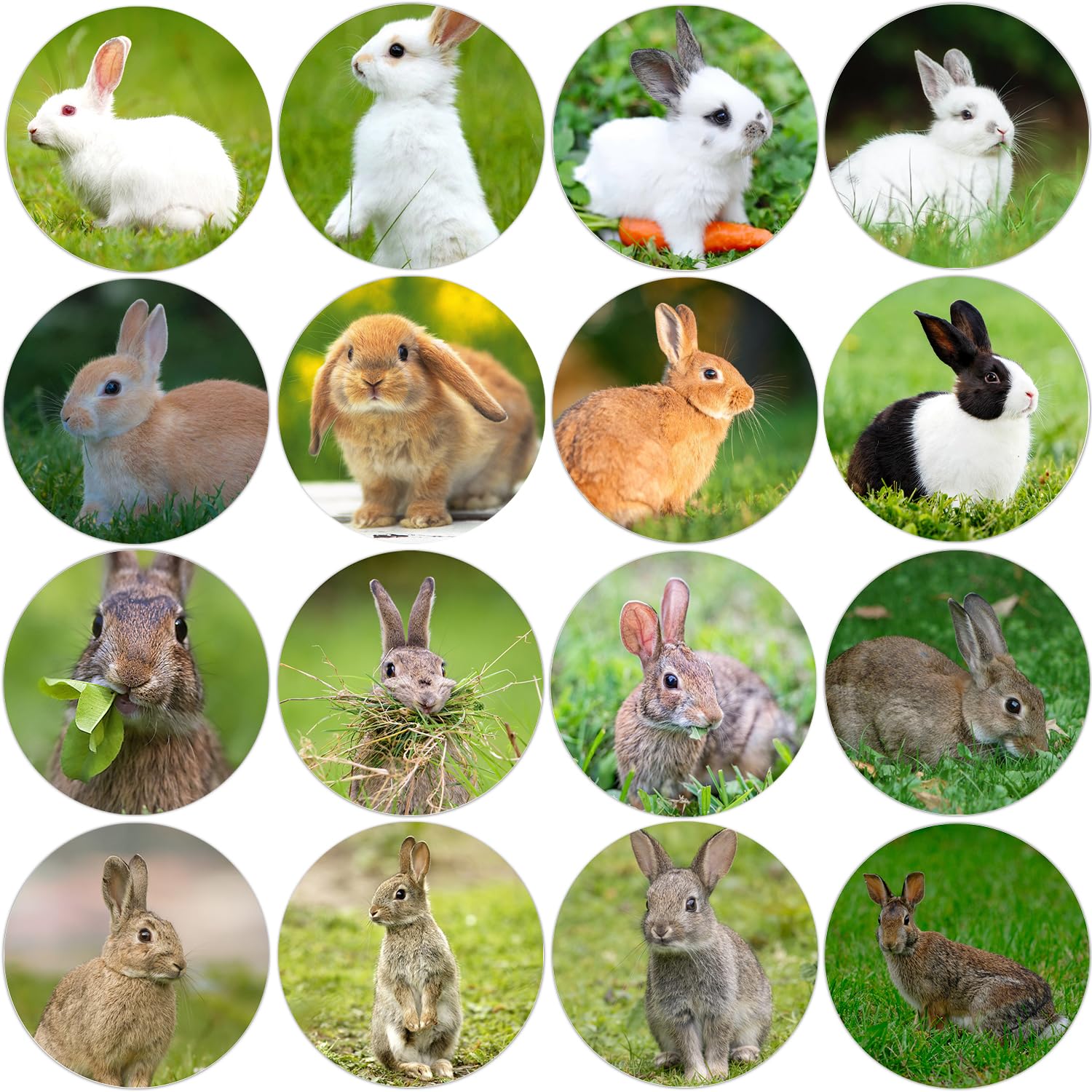 Amazon.com: Hohamn 600Pcs Round Rabbit Stickers Roll 1.5 Inch Rabbit ...