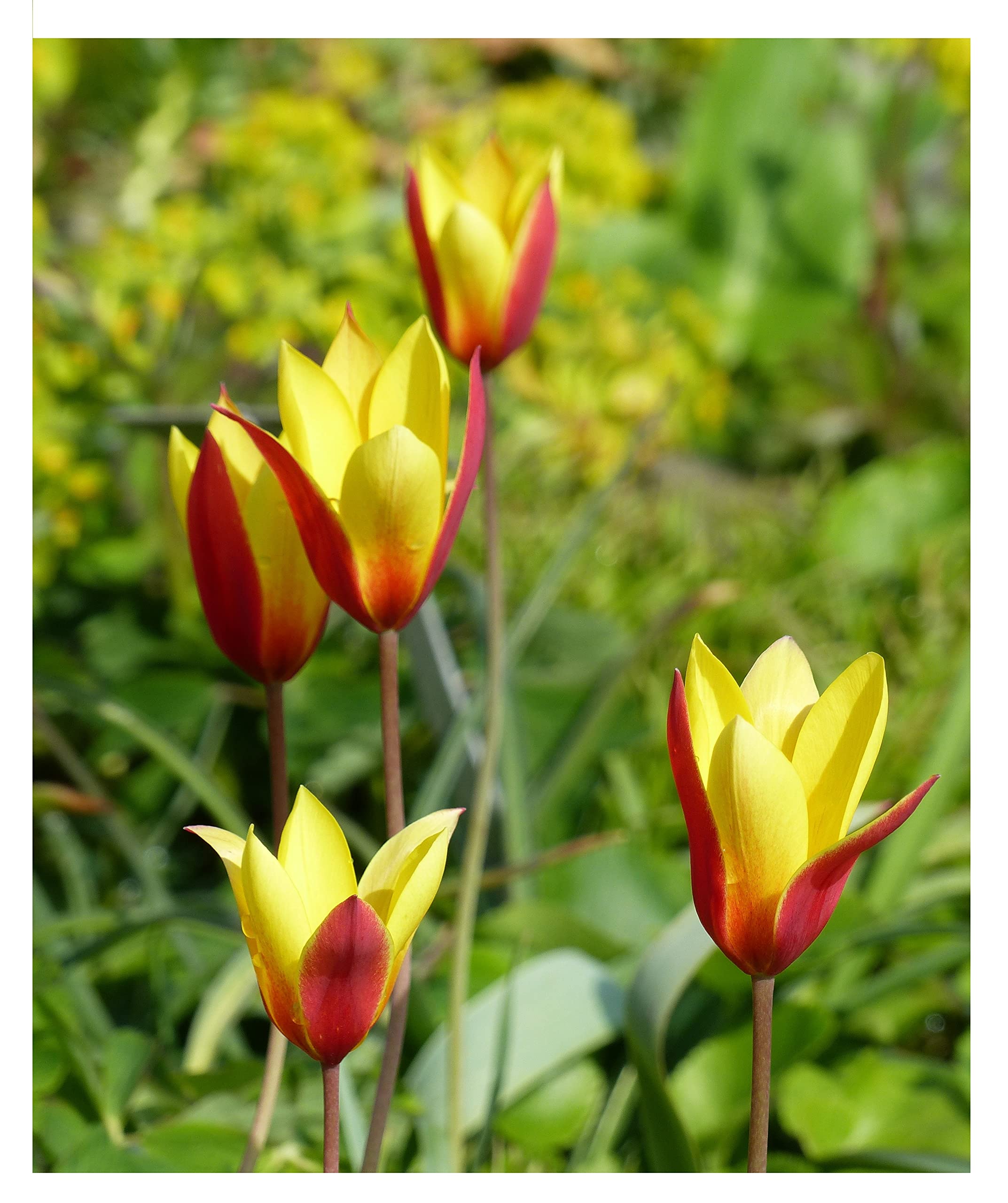 20x Dwarf Tulip Clusiana Chrysantha Bulbs Early Spring Flowering ...
